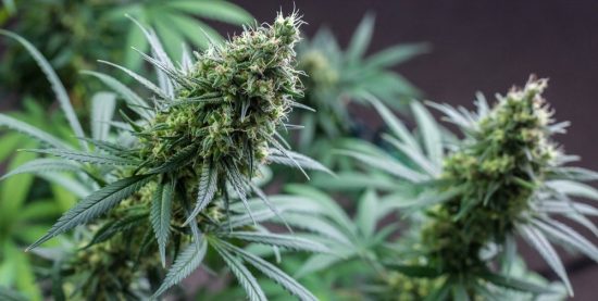 The Cannabis Flowering Stage | A Week by Week Guide