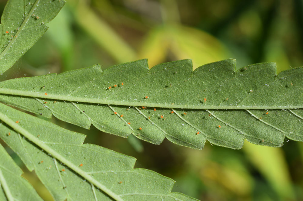 Cannabis Pests and Diseases | Protect Your Crop