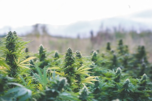 How to Grow Autoflowers | A Week-By-Week Guide | Crop House