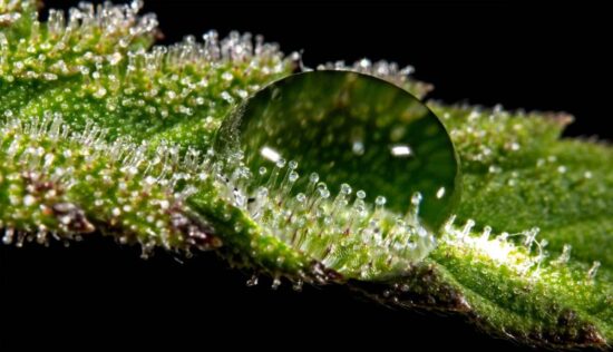 What Are Trichomes & Why Do They Matter?