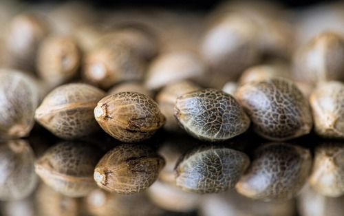 Premium Cannabis Seeds Thailand | Crop House Seed Bank